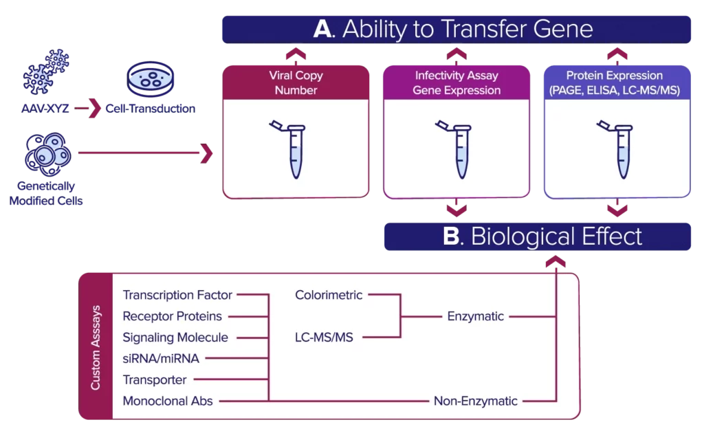 Cell-Based Potency Assays | Pharmaron